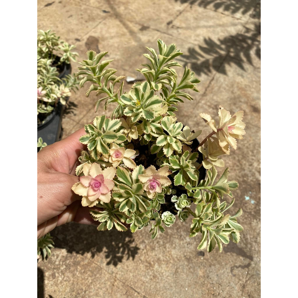 Sedum Atlantic | Shopee Việt Nam