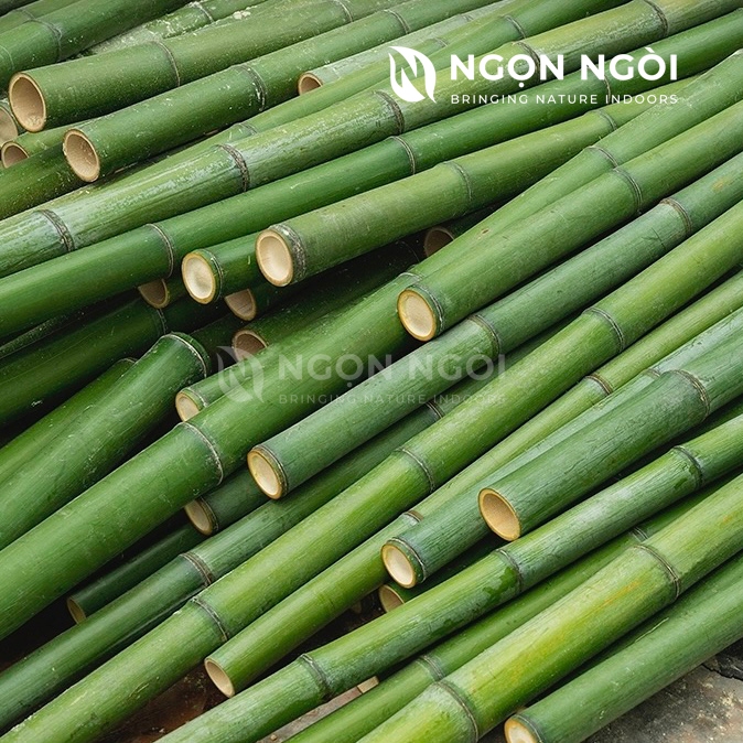 Ống tre tươi nhiều kích thước | Shopee Việt Nam