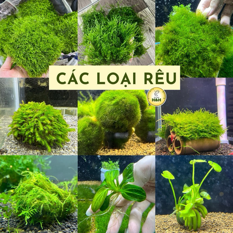 CÁC LOẠI RÊU trang trí hồ thuỷ sinh, hồ tép cảnh dễ chăm sóc không cần ...