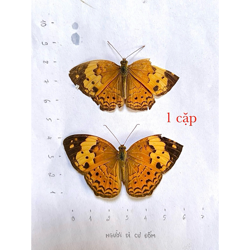 1 CẶP TIÊU BẢN BƯỚM - Cupha erymanthis | Shopee Việt Nam