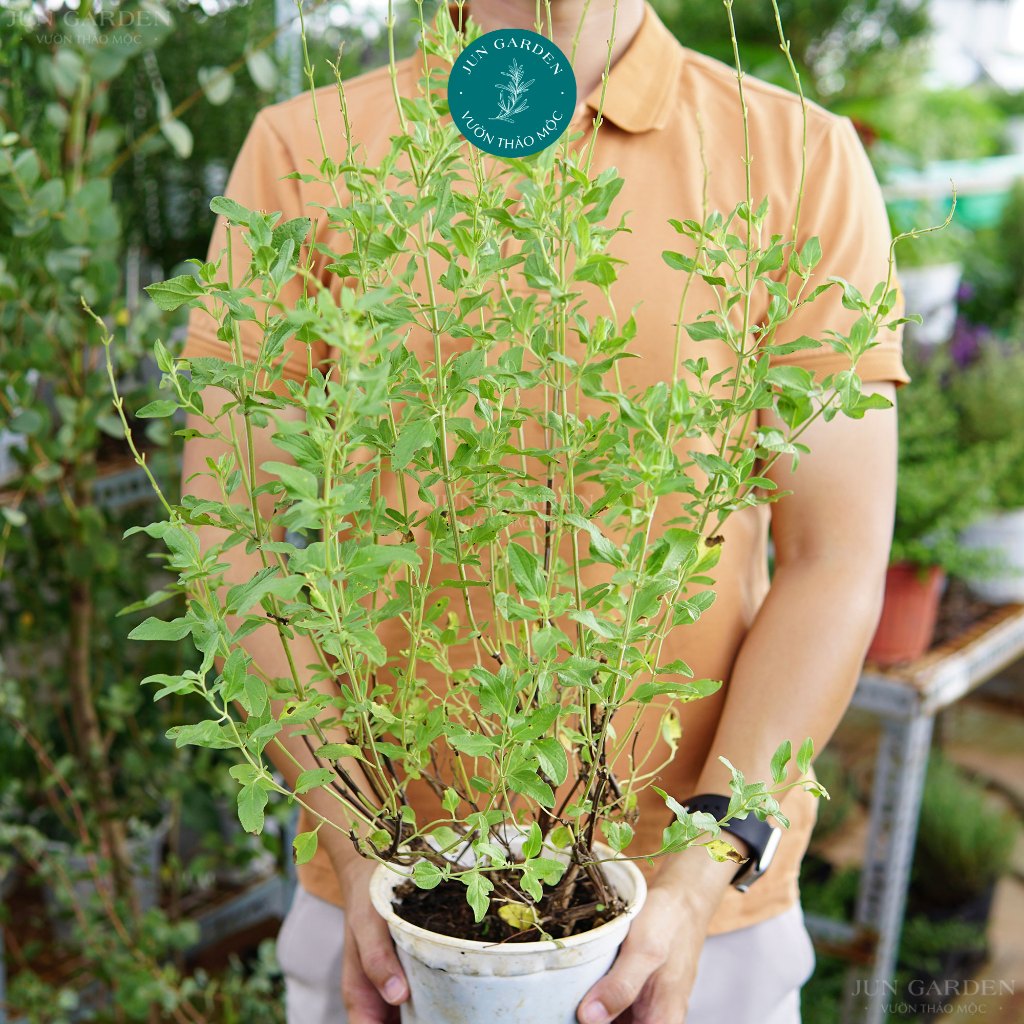 Sage Hàn Salvia Hot Lips JUN GARDEN | Shopee Việt Nam