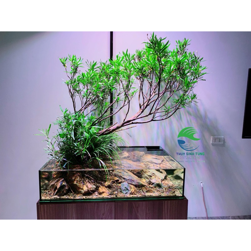 mị nương thủy sinh bán cạn biotop | Shopee Việt Nam