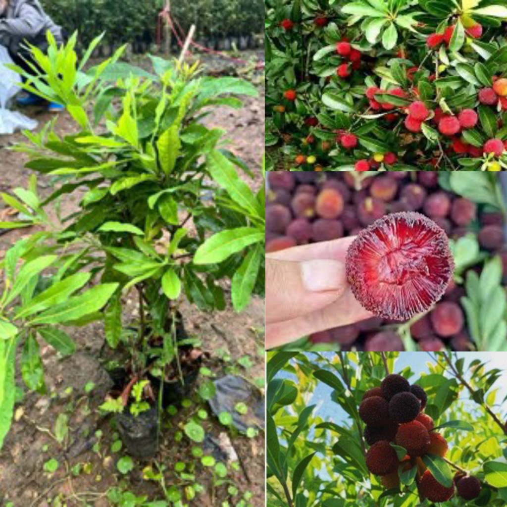 Cây Thanh Mai (có vị chua ngọt, thanh mát, hương thơm đặc biệt ...