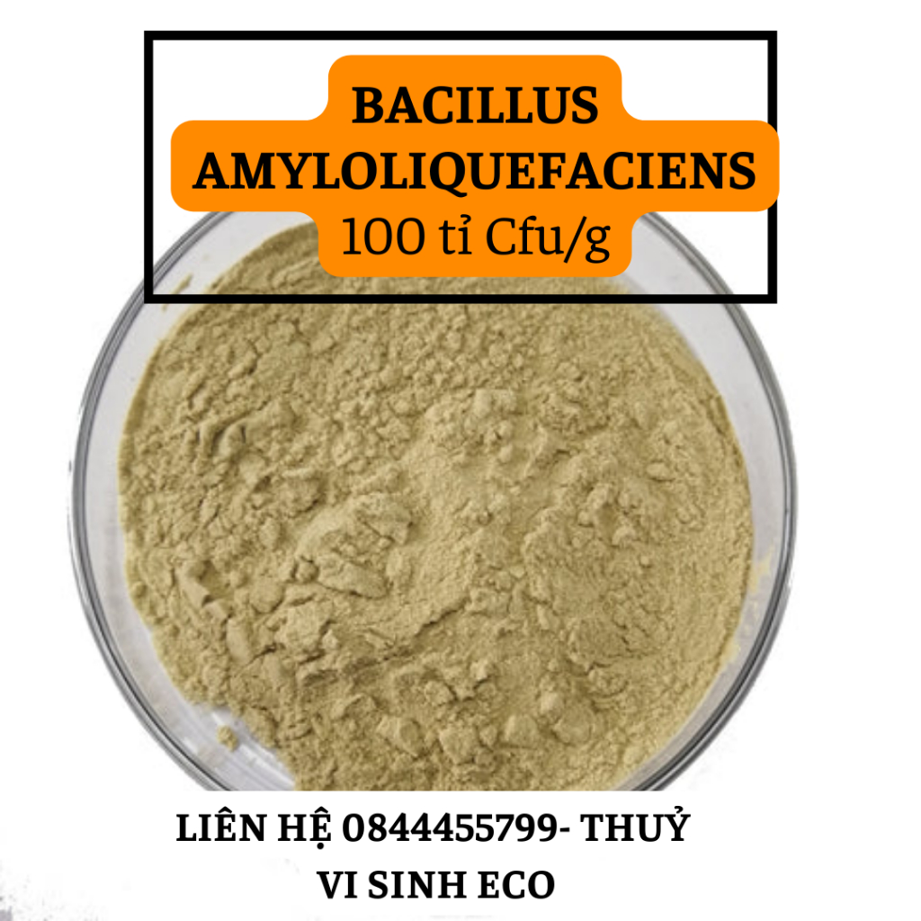 Bacillus amyloliquefaciens mật độ 1x10 mũ 11 cfu/g ( 100 tỉ cfu/gam ...