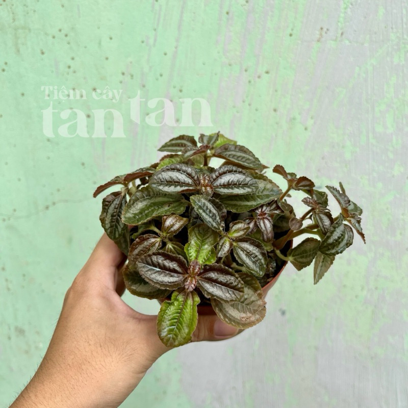 (Cây để bàn) HỔ NHĨ Pilea repens Bronze | Shopee Việt Nam