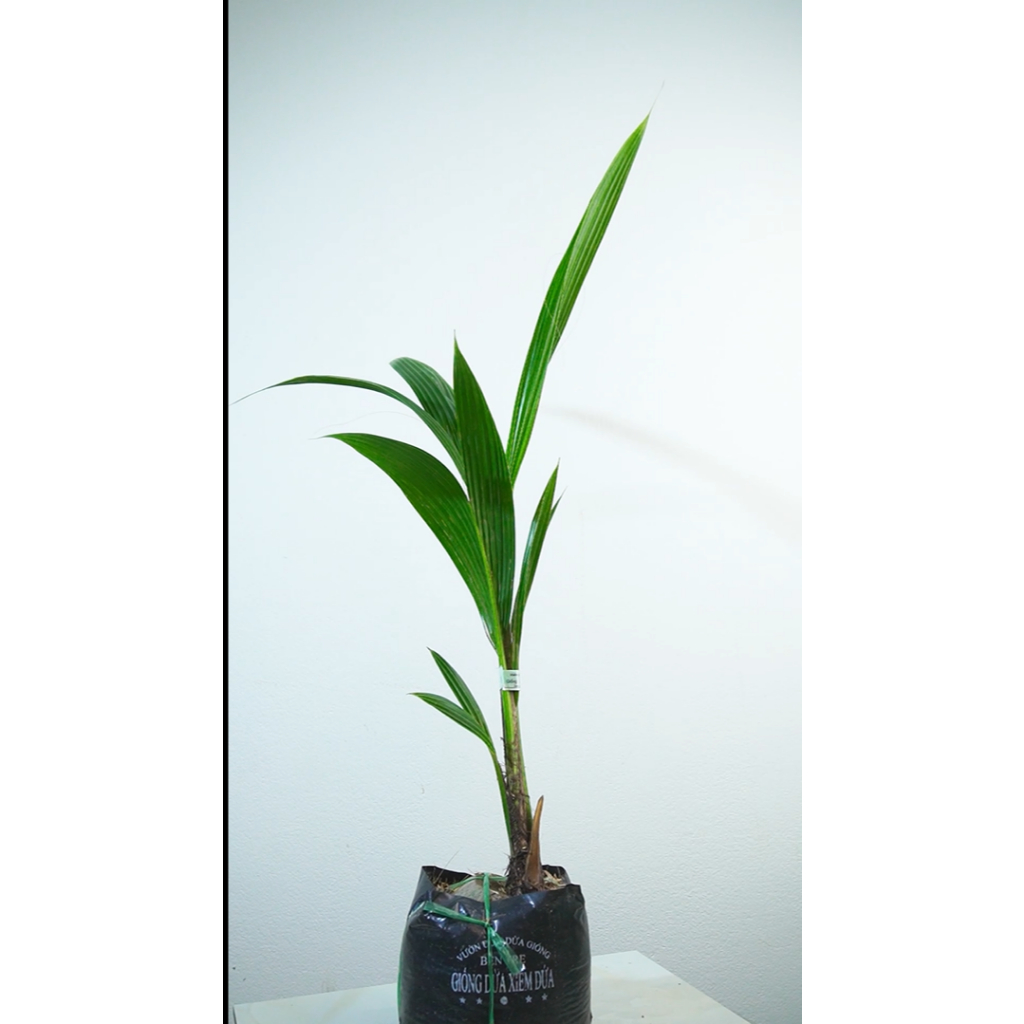 Cây giống Dừa xiêm dứa, nước thơm mùi dứa | Shopee Việt Nam