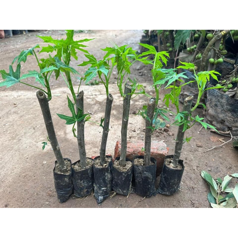 CÂY GIỐNG RAU MÌ CHÍNH SIÊU NGỌN | Shopee Việt Nam