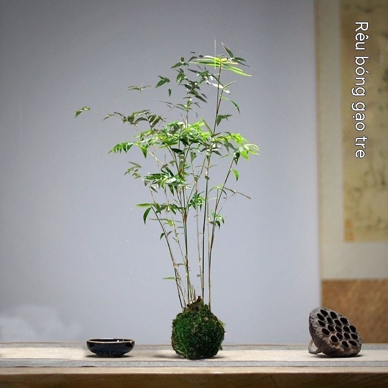 Cây trúc tăm tiểu cành cầu rêu kokedama (ảnh thật).. | Shopee Việt Nam