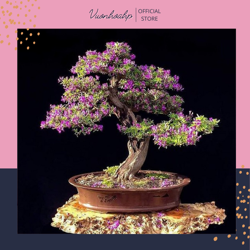 Cây linh sam bonsai, cây cảnh bonsai giống siêu hoa tím cao 50cm, được chọn cây, ảnh thật, lỗi 1 ...