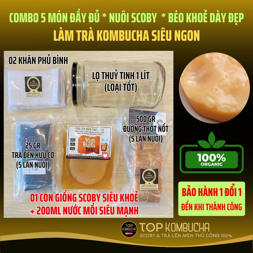 HOẢ TỐC-COMBO ĐỦ CHO 5 LẦN LÀM TRÀ KOMBUCHA SCOBY SIÊU KHOẺ+200ml NƯỚC ...