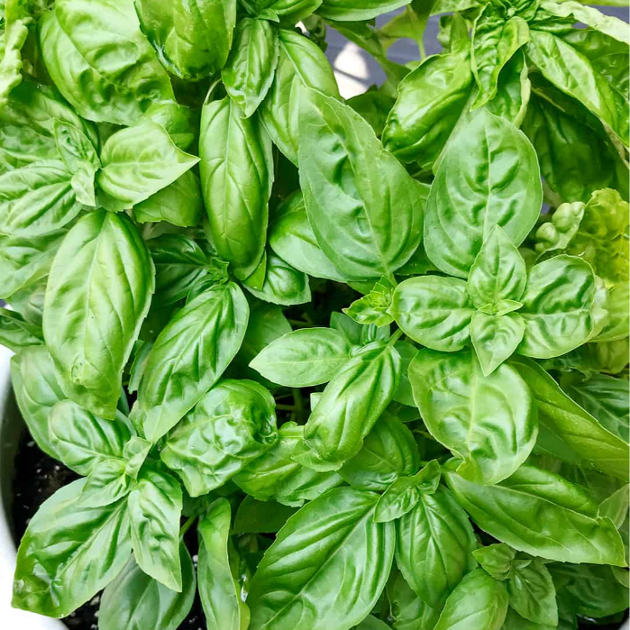 Cây Basil Húng Tây Dùng Để Làm Gia Vị Nấu Ăn Trang Trí Dễ Trồng Và Chăm ...