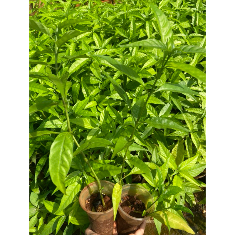 Cây giống hoàn ngọc trắng | Shopee Việt Nam