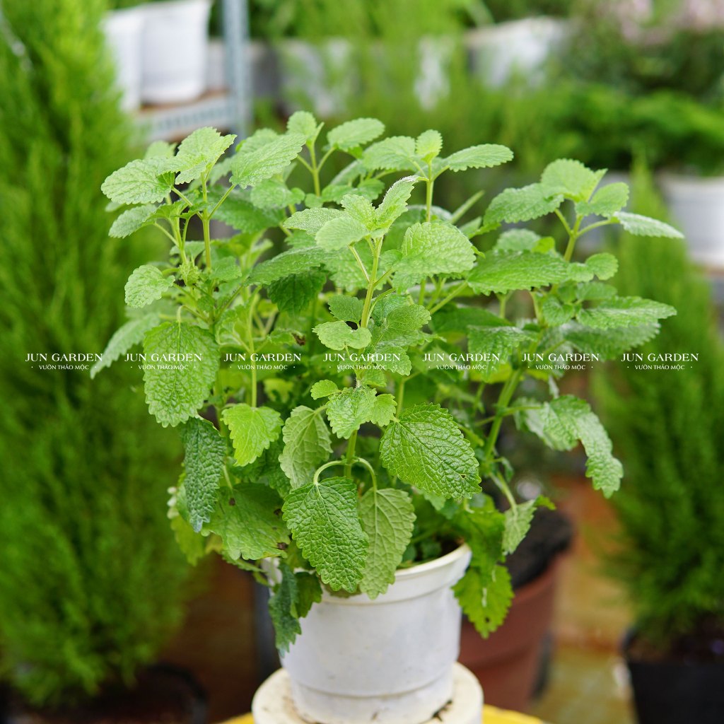 Cây Bạc Hà Chanh Sả Lemon Balm, Cây Gia Vị, Đuổi Côn Trùng - Jun Garden ...