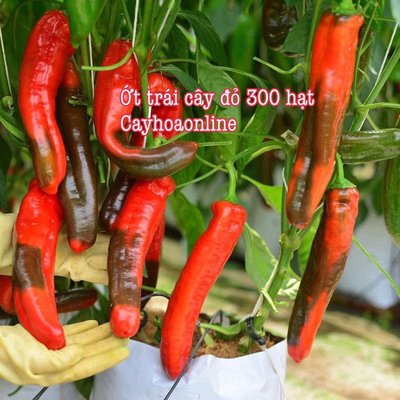 Hạt giống ớt sừng bò đỏ (palermo đỏ) gói 300 hạt nội địa Trung - ớt ...