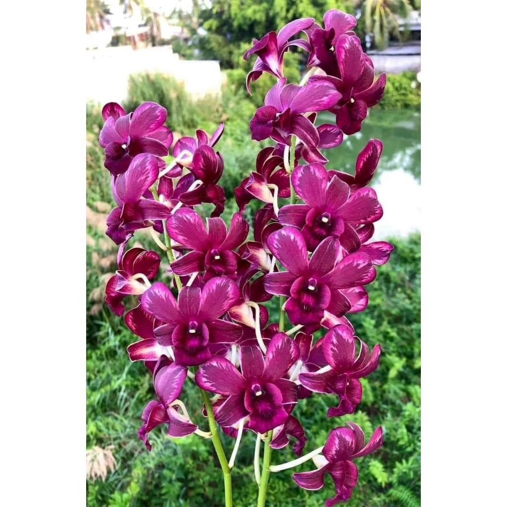 LAN DENRO TX XỔ CHỚP 5% GỬI NGUYÊN CHẬU PHI 12 | Shopee Việt Nam