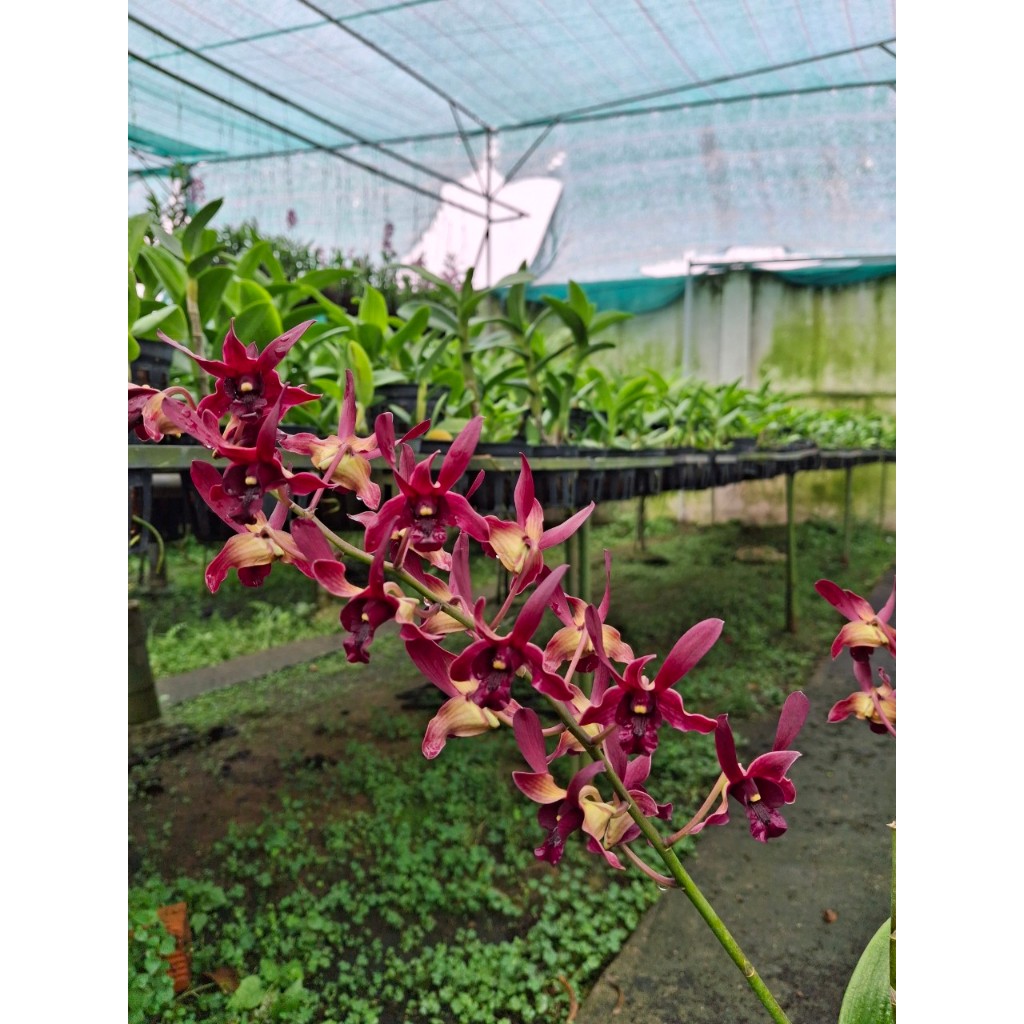 HOA LAN DENRO SING ĐỎ RUBY GỬI NGUYÊN CHẬU PHI 12 | Shopee Việt Nam