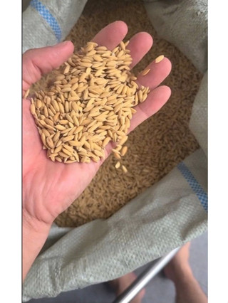 Thức ăn cho gà - thóc lúa - Hạt tròn, to, chắc, ít lép - túi 1kg ...