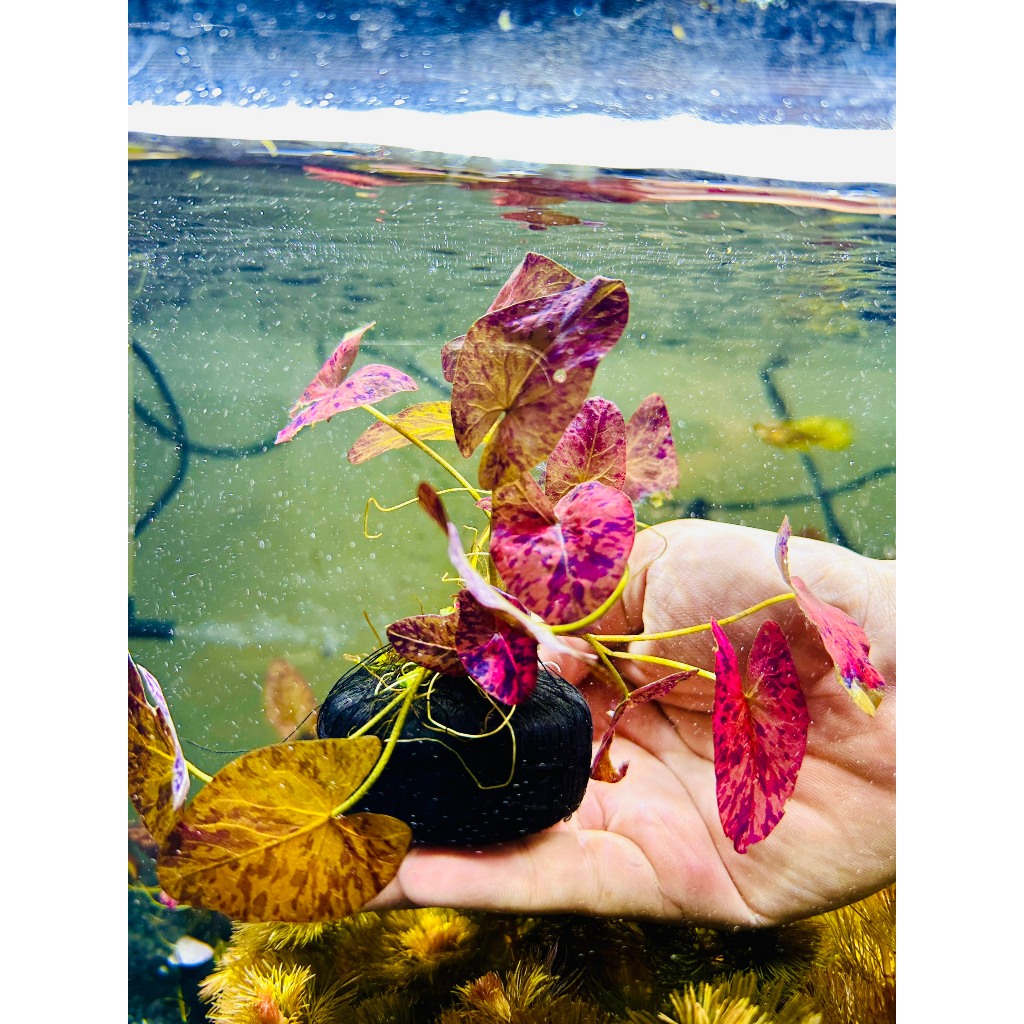 sen mini tiger gắn giá thể trang trí bể cá thủy sinh | Shopee Việt Nam