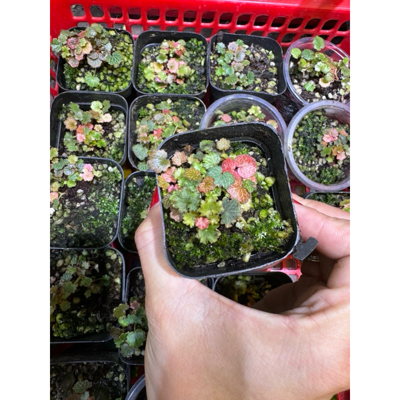 Micro Strawberry Begonia For Sale – LVLEN
