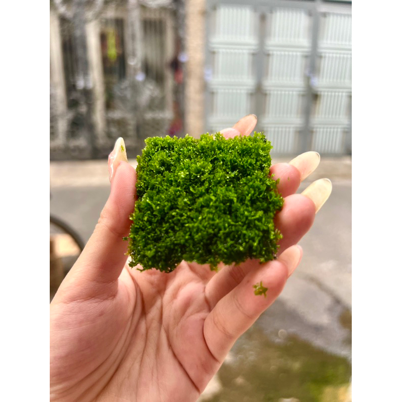 Vỉ rêu mini Mini Pelia (5x5cm) trang trí thuỷ sinh, không cần trồng ...