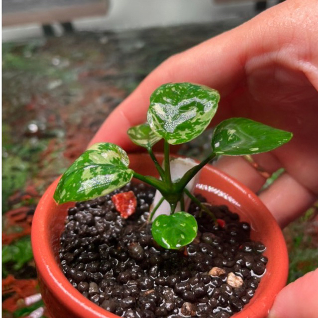 Ráy Var King size nhỏ - Anubia Varking variegated big size | Shopee ...