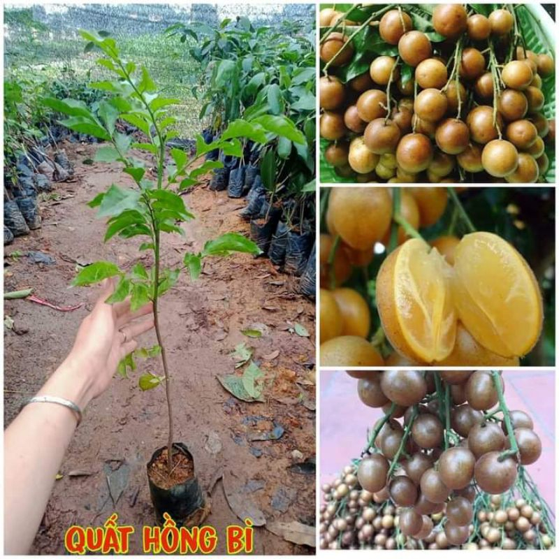 CÂY GIỐNG QUẤT HỒNG BÌ (HOÀNG BÌ)CÂY GIỐNG CHUẨN SAI QUẢ | Shopee Việt Nam