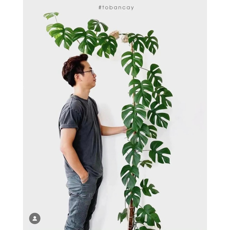 chậu mềm mini monstera size giống khỏe đẹp (hình 1 mẫu) | Shopee Việt Nam