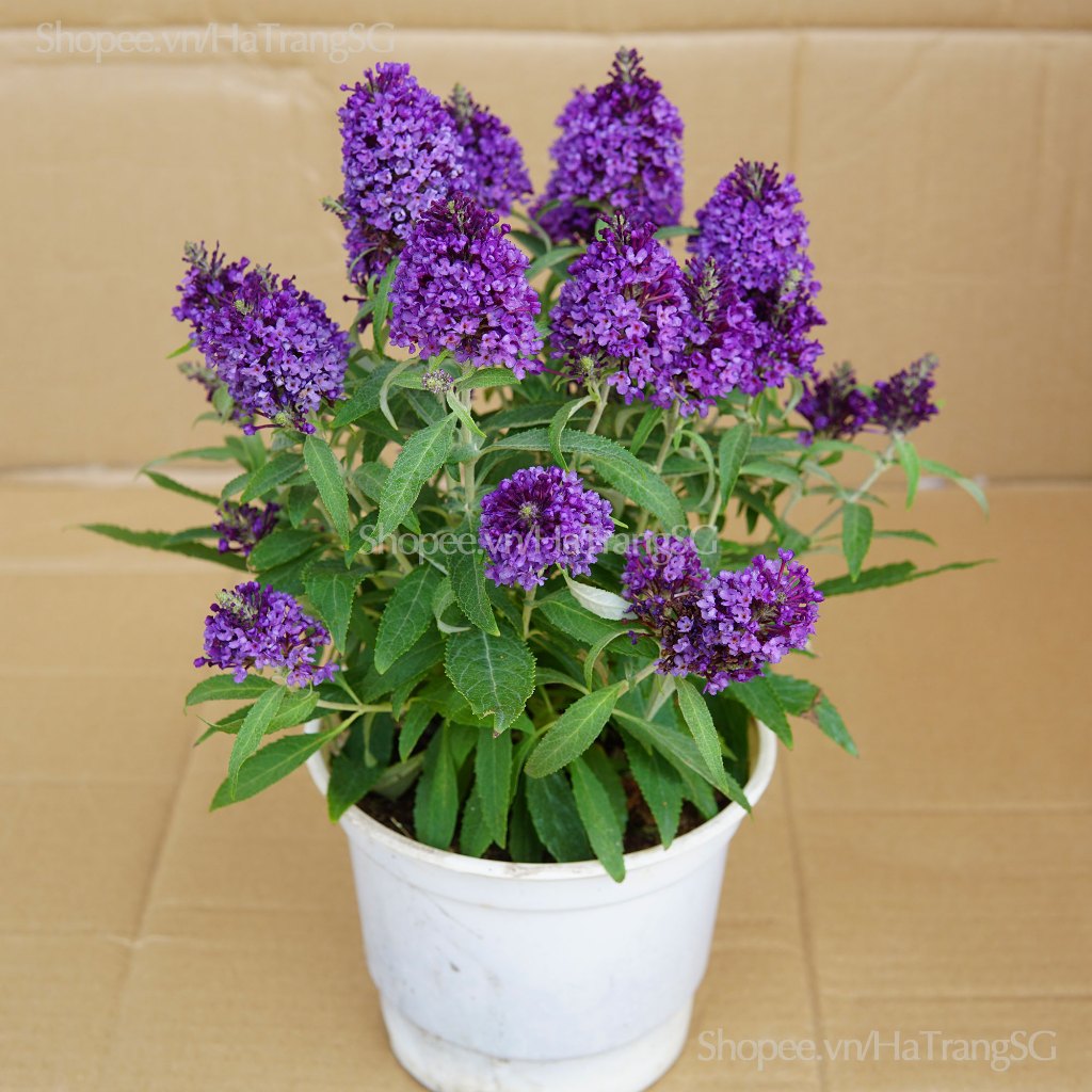 Cây Trầm Hương Tím - Butterfly Bush | Shopee Việt Nam