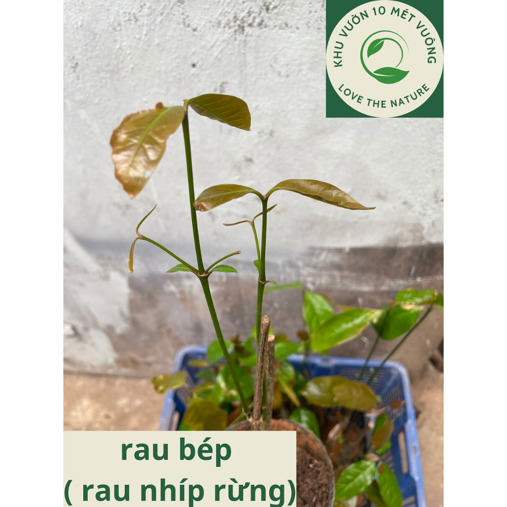 Combo 3 loại rau rừng : rau bép ( rau nhíp), cây lá giang, rau lủi rừng ...