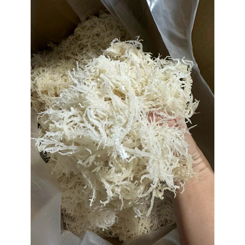 Rong sụn trắng - Rong sụn làm gỏi, nộm, nấu chè - Rong sụn gai khô ...