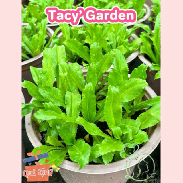[ TẶNG CÂY CON ] Rau chậu Ngò gai TACY'S GARDEN 100% rau sạch nhà vườn ...