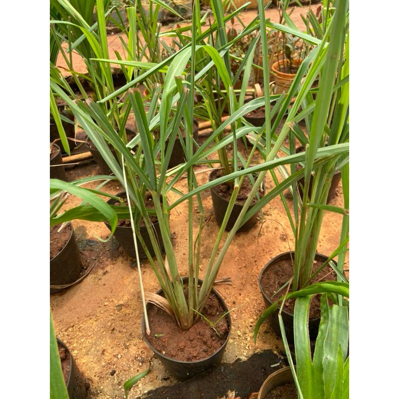 Cây sả đỏ (sả Java), sả tinh dầu | Shopee Việt Nam