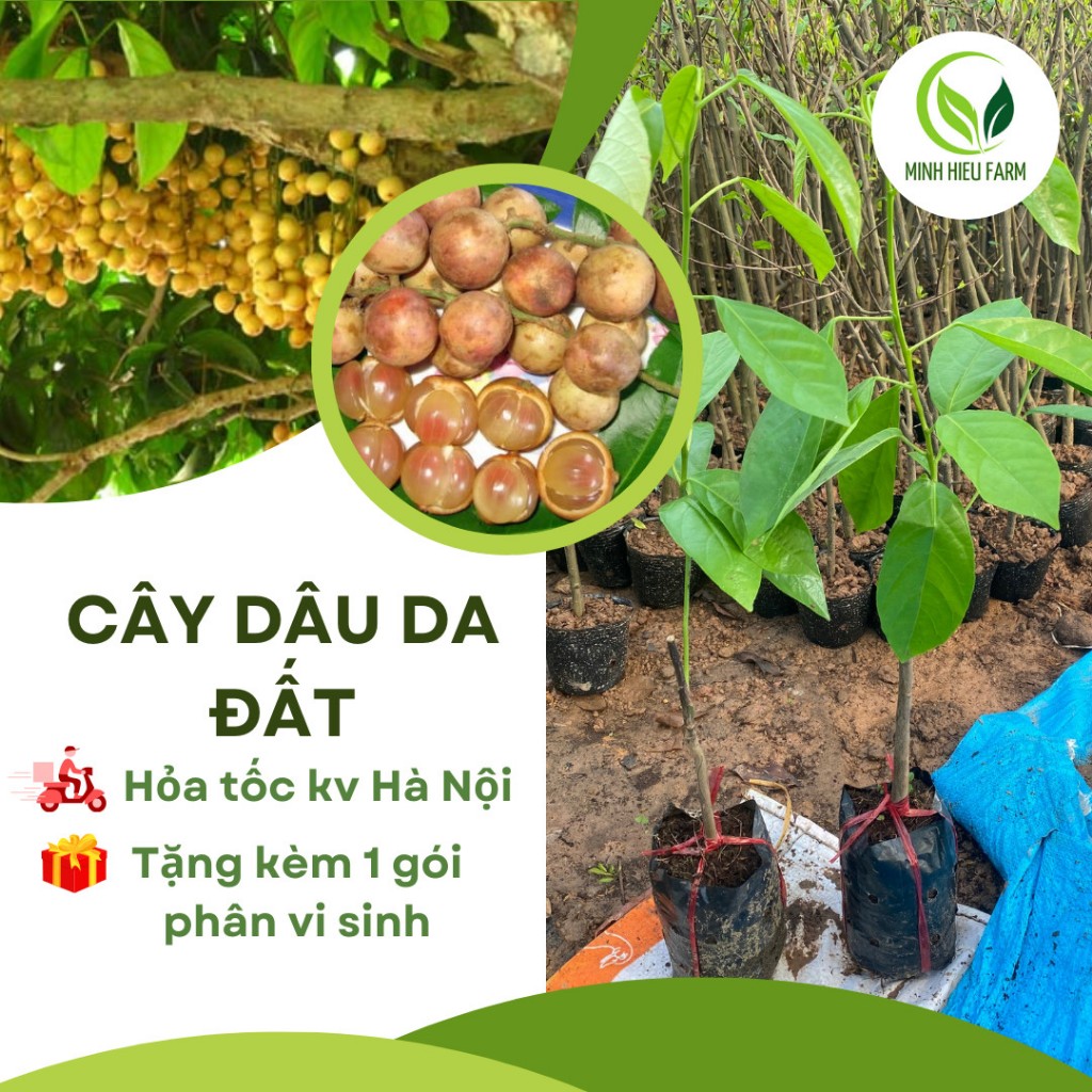 Cây dâu da đất ghép cành cao 40-60 cm 1 năm ra quả (ảnh thật số 2 ...