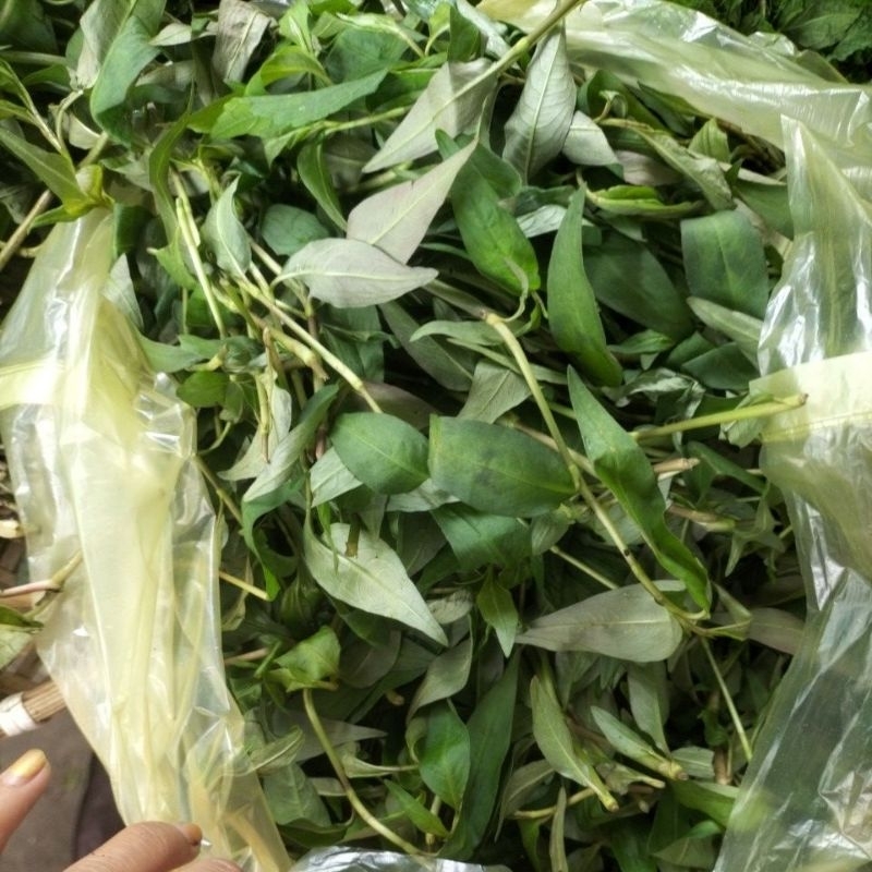 rau râm 300g | Shopee Việt Nam