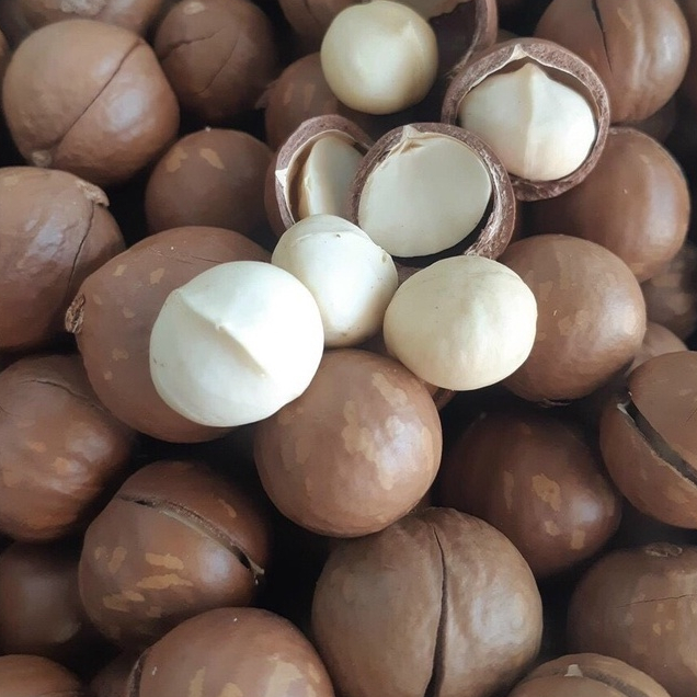 1KG MACCA sấy nguyên vỏ size đại - Macca Daklak SOTAFOOD | Shopee Việt Nam