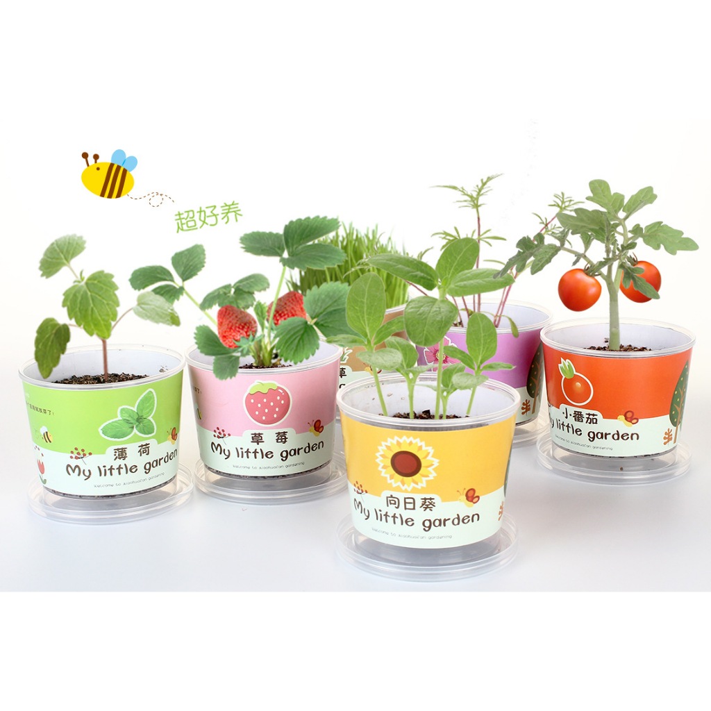 Bộ KIT Trồng Cây Đồ Chơi Cho Bé Tự Trồng cây Khám Phá, sáng tạo, phát ...