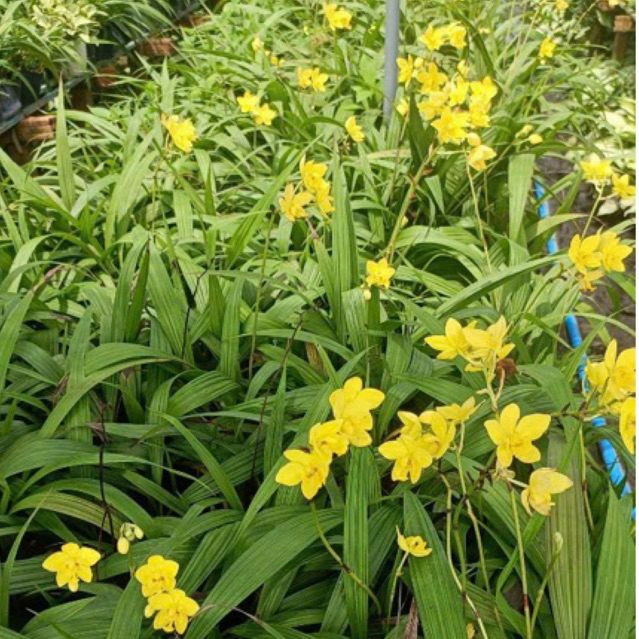 Chậu nhựa mềm lan chu đỉnh - địa lan vàng | Shopee Việt Nam