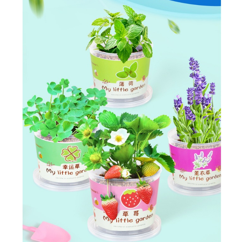 Bộ KIT Trồng Cây Đồ Chơi Cho Bé Tự Trồng cây Khám Phá, sáng tạo, phát ...