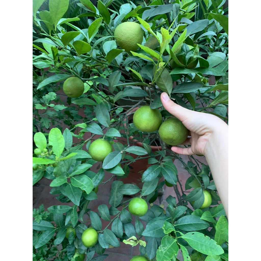 GIỐNG CÂY CHANH BẮC - CHANH TA THƠM | Shopee Việt Nam