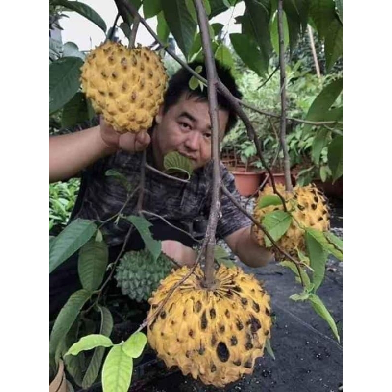 Cây giống na vàng nam Mỹ | Shopee Việt Nam