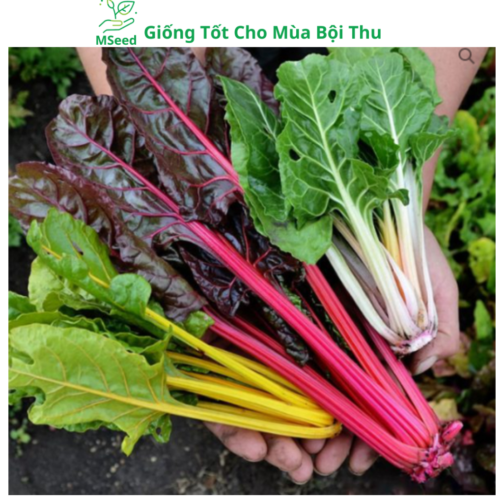 Hạt giống Cải Cầu Vồng (Tặng phân bón), dễ trồng năng suất cao - MSeed ...
