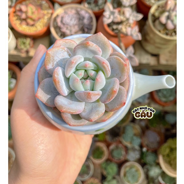 Sen đá Monroe Đà Lạt - Sen đá Monroe (Không phải Mon hồng) | Shopee ...