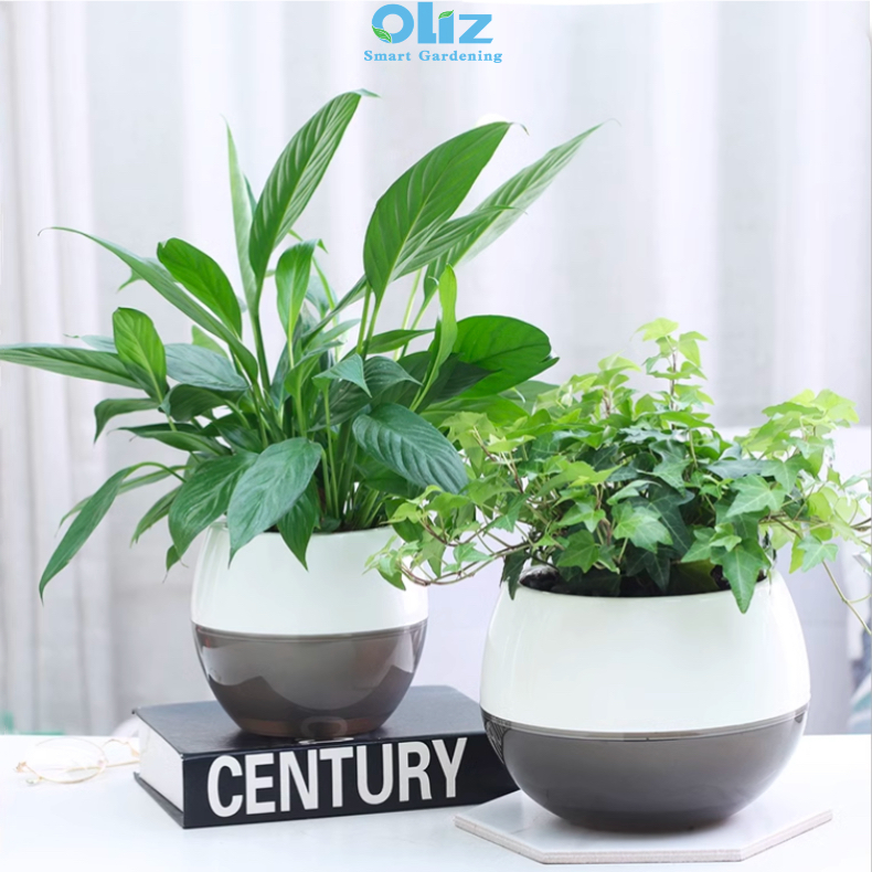 Chậu cây để bàn Oliz I0. Chậu trồng cây tự tưới nước cho cây. | Shopee ...