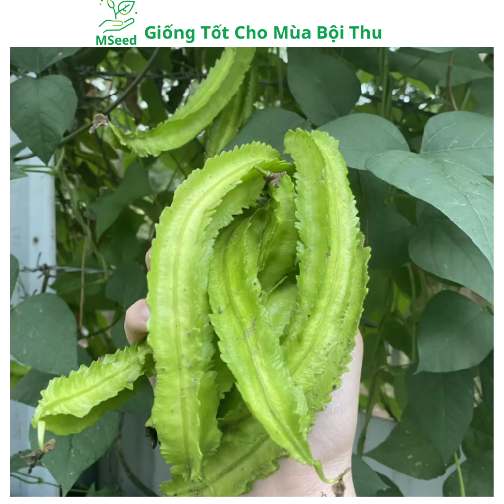 [20 Hạt] Hạt giống Đậu Rồng (Tặng phân bón), Đậu Khế dễ trồng năng suất ...