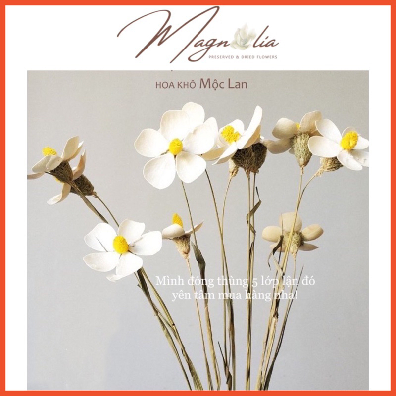 Hoa khô handmade ️FREESHIP ️ Hoa cúc bướm gỗ Butterfly dụng cụ cắm hoa ...