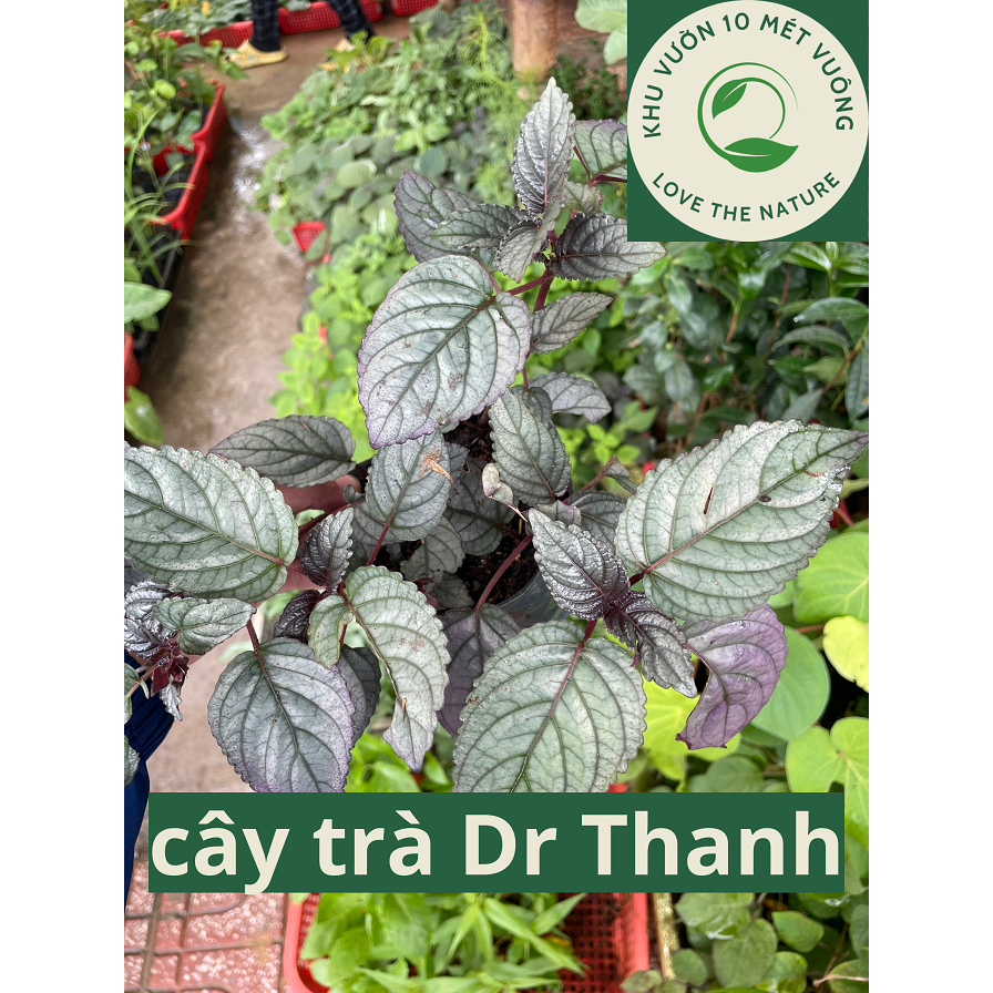 Cây Trà Thảo Mộc: Cây trà doctor thanh - cây trà dr Thanh - cây bán tự cảnh - thanh nhiệt cuộc ...