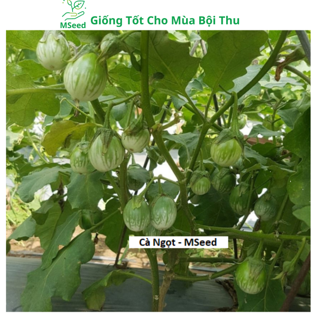 [30 Hạt] Hạt giống Cà Ngọt F1 (Tặng phân bón) siêu trái ăn giòn, dễ ...