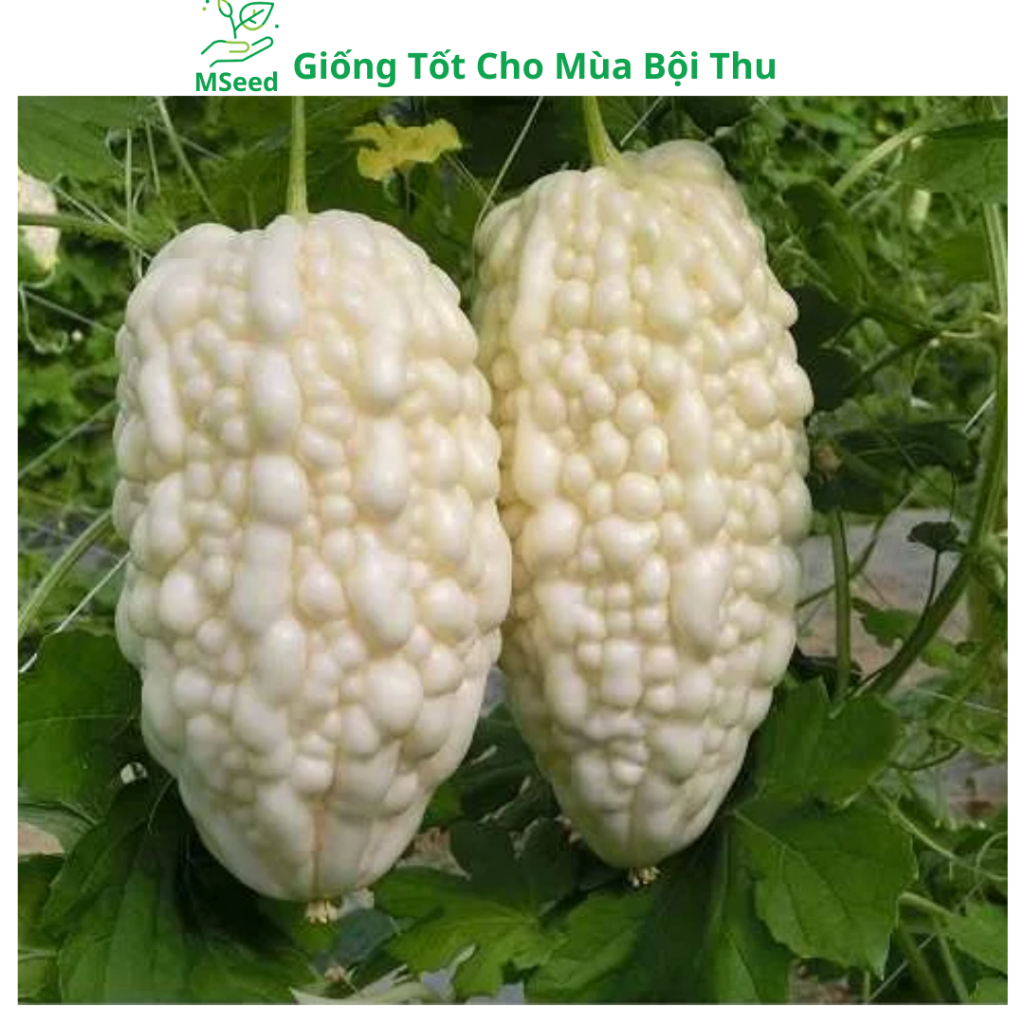 Hạt giống Mướp Đắng Trắng siêu trái (Tặng phân bón), khổ qua trắng F1 ...