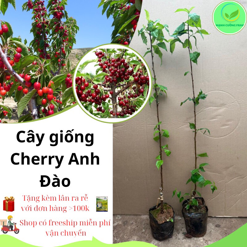 Cây giống Cherry, Cây cherry Anh đào giống cây nhập khẩu thế hệ mới quả ...