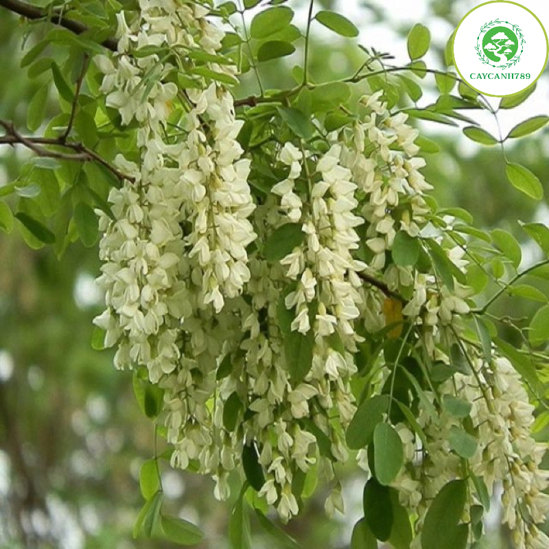 Com bo 5 cây hòe nếp siêu hoa | Shopee Việt Nam